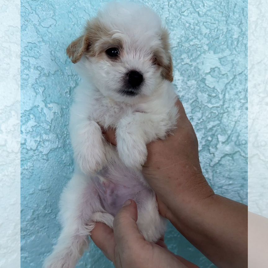 Мальтипу ф 1 мальчик