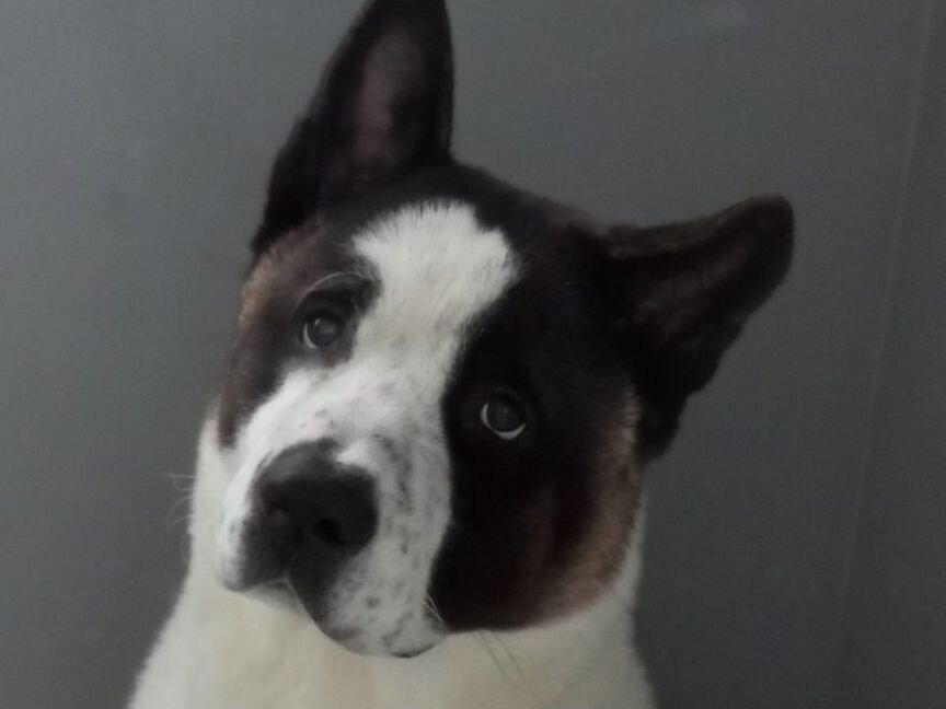 Американская акита.Ищем невесту. Вязка