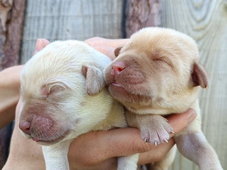 Щенки Лабрадора палевые и чёрные