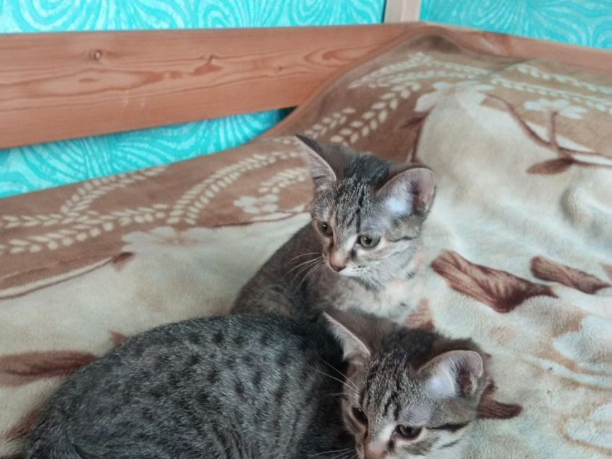 Отдам котят в добрые руки