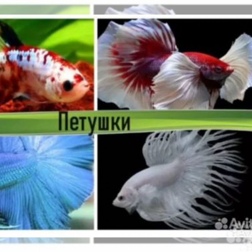 Рыбки петушки в магазине