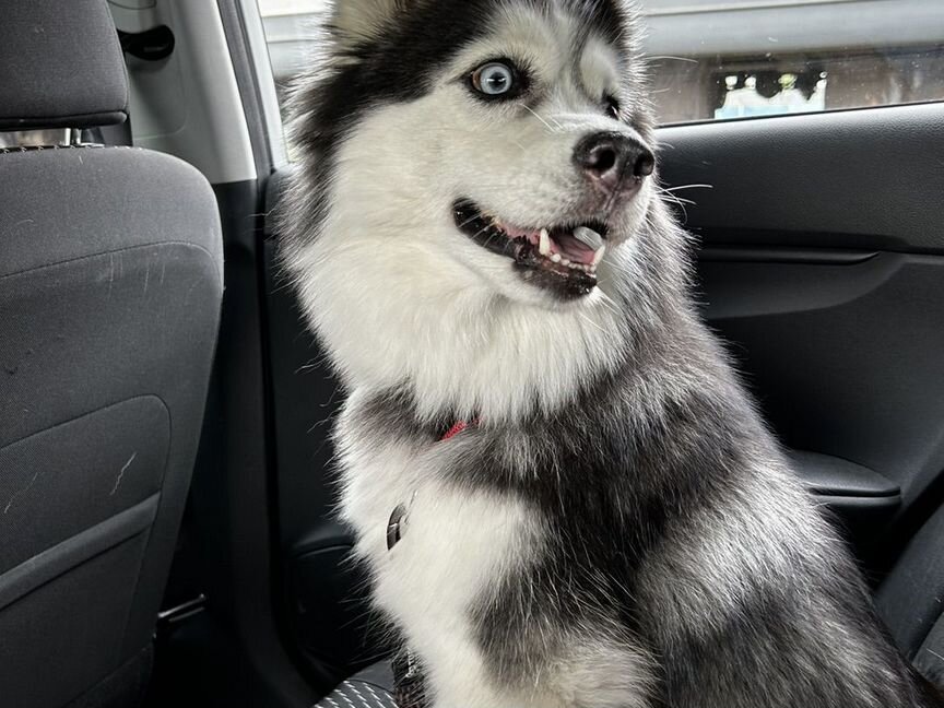 Сибирский хаски