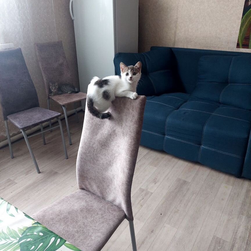 Отдам котят