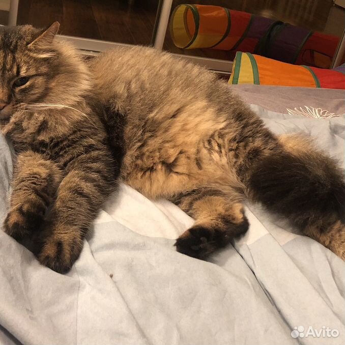 Идеальный котик ищет дом