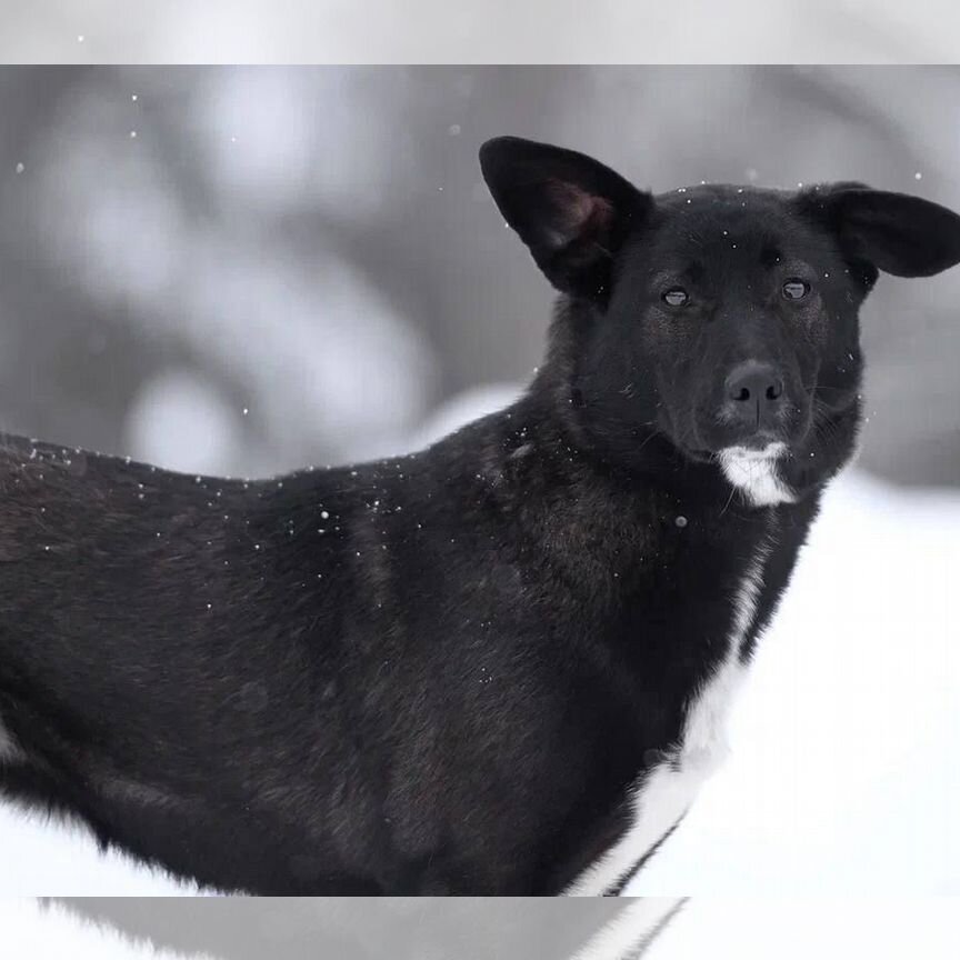 Взрослая собака в добрые руки