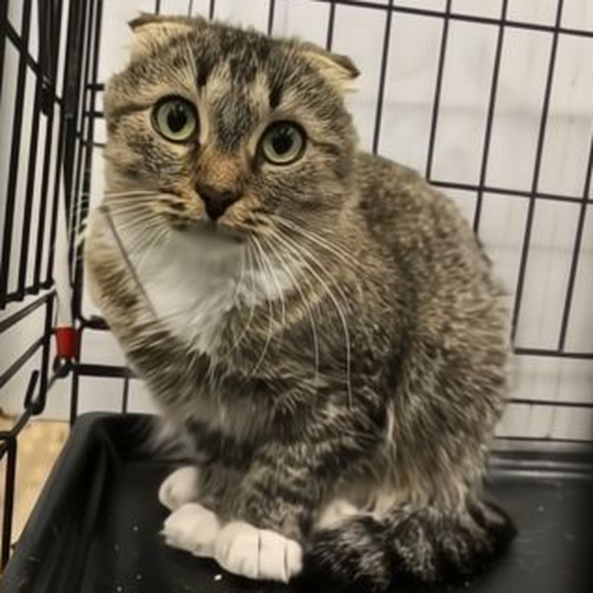Шотландская вислоухая длинношёрстная, взрослая кошка