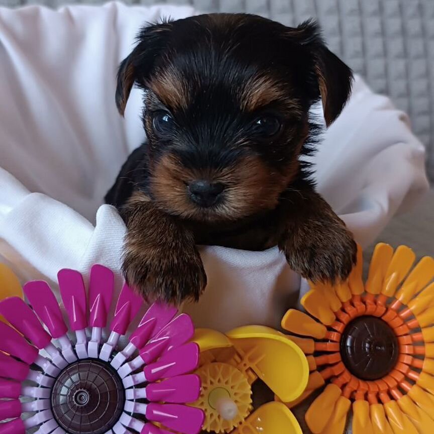 Щенки йоркширского терьера