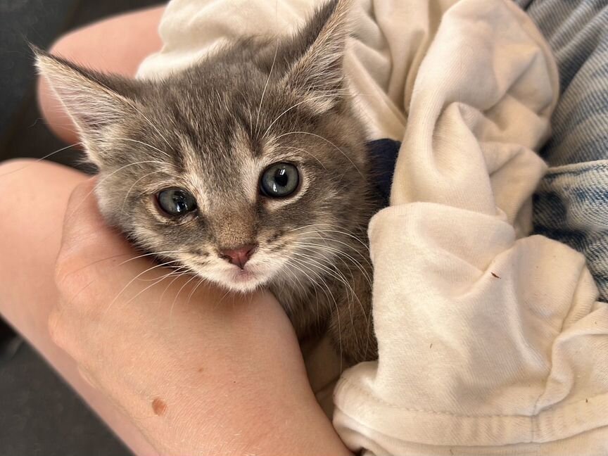 Котенок
