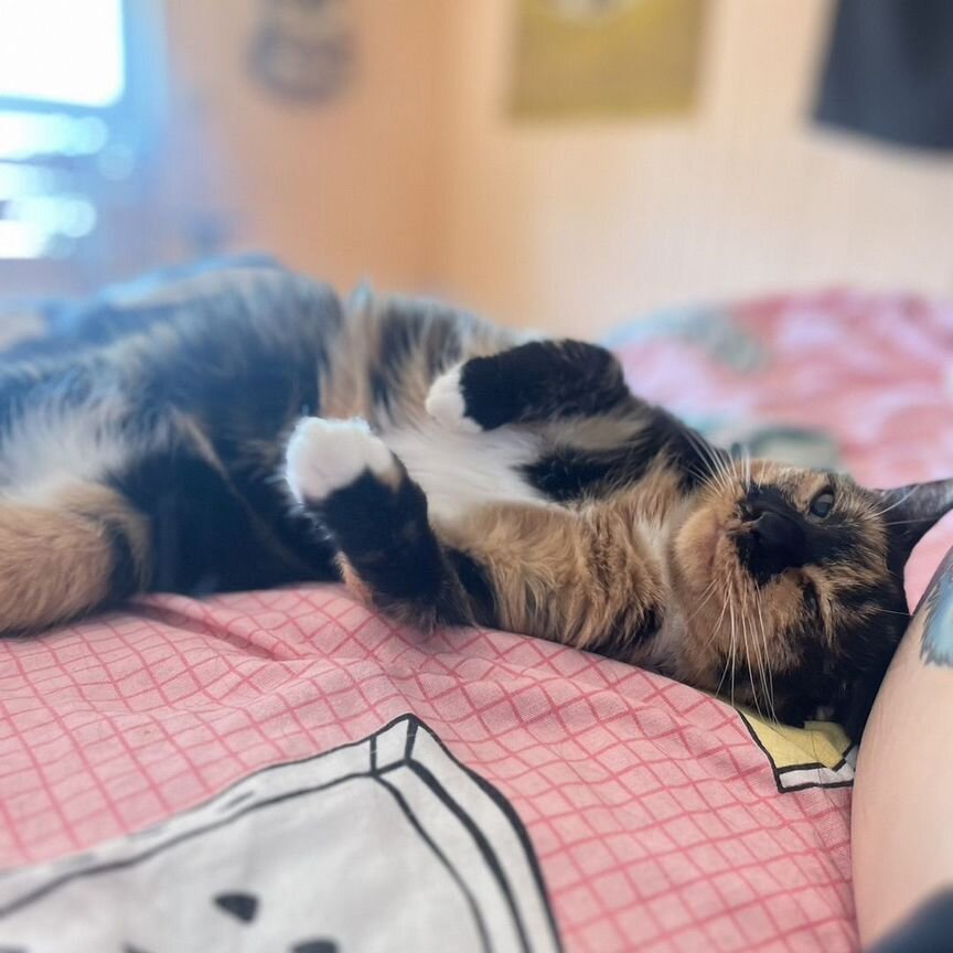 Кошка Варежка ищет дом