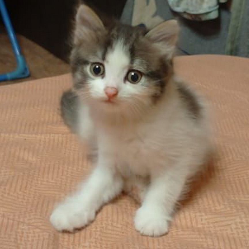 Отдадим красивых котят в добрые руки