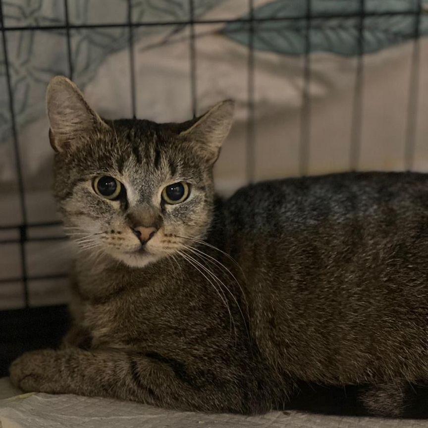 Хотели выпускать(кошечка)