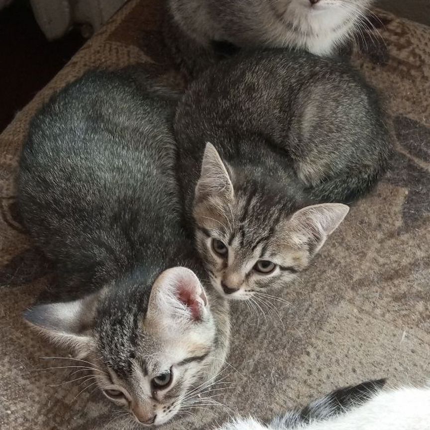 Отдам бесплатно котят в добрые руки
