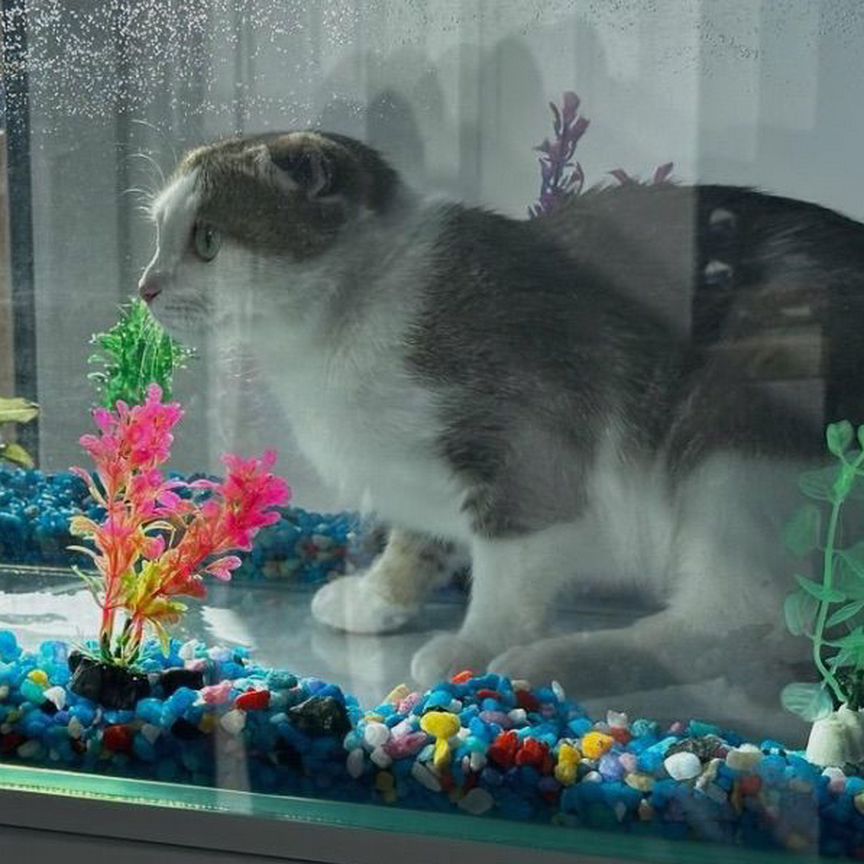 Аквариум с местом для кота