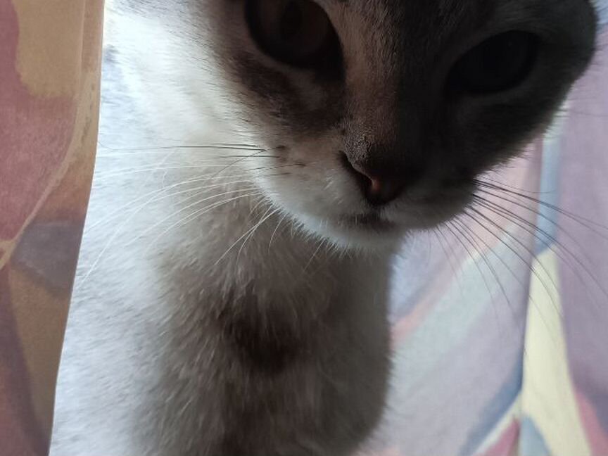 Кошка