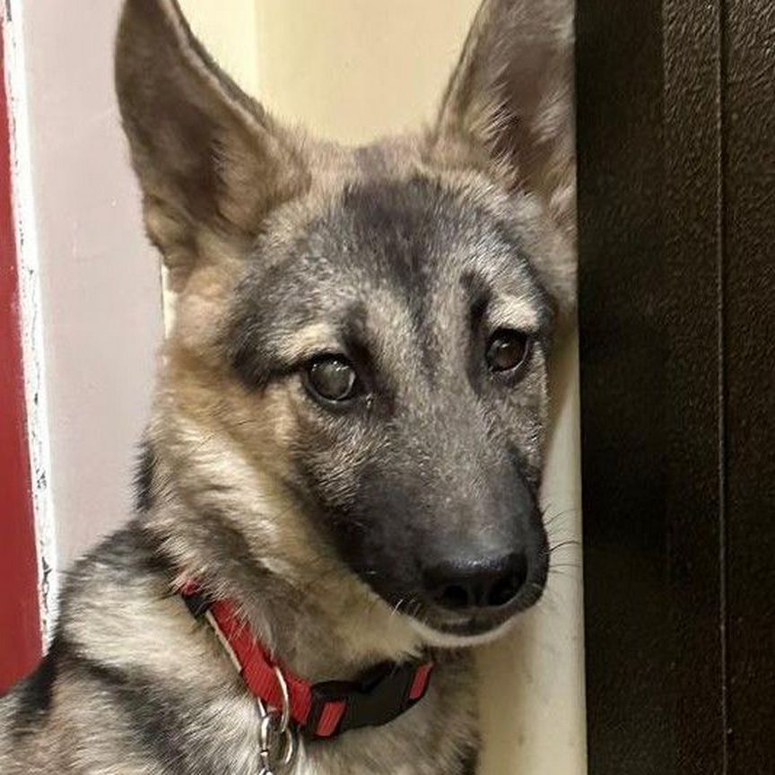 Лиана,щенок 6мес