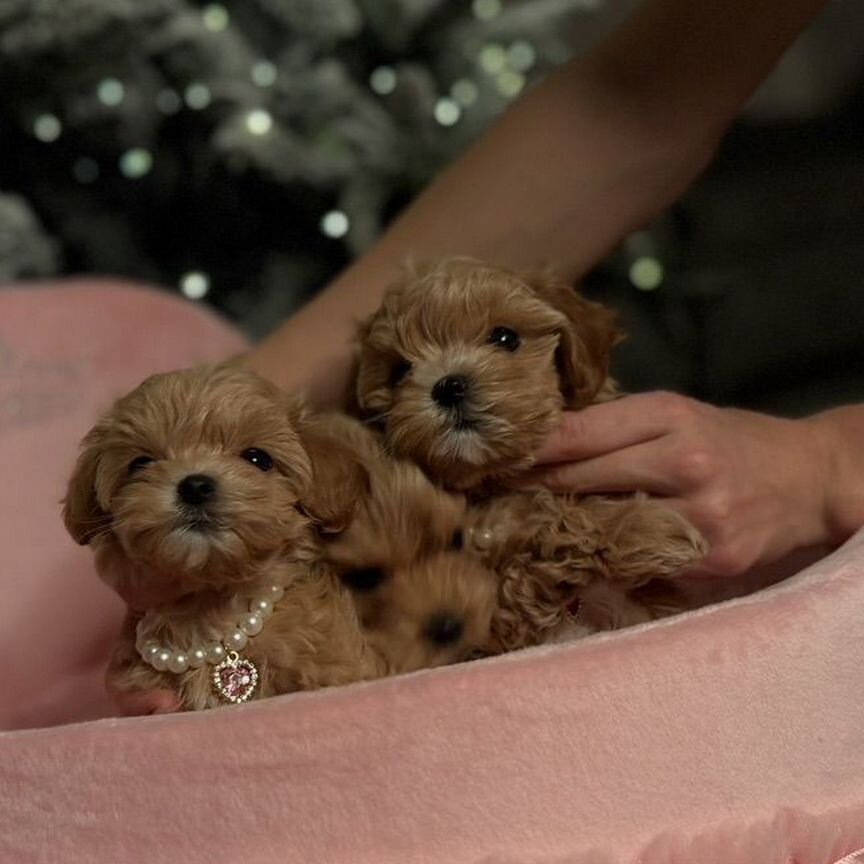 Мальтипу, щенок