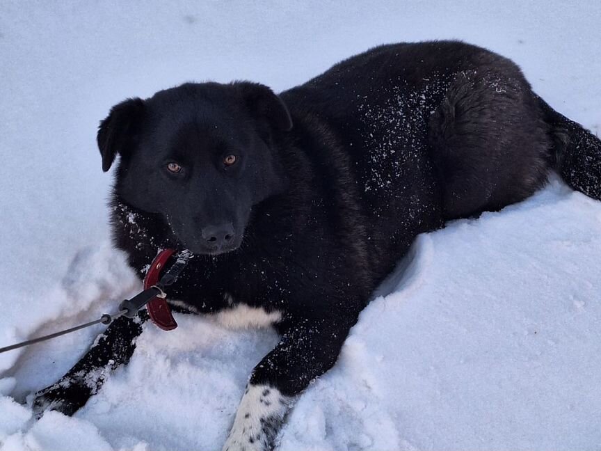 В ответственные руки собака 5 м