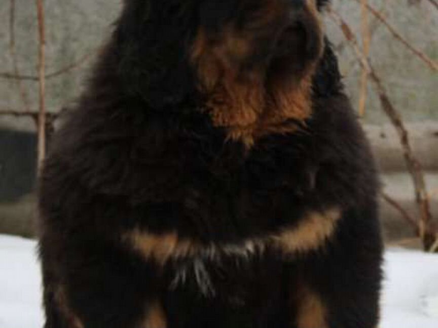 Тибетский мастиф щенки