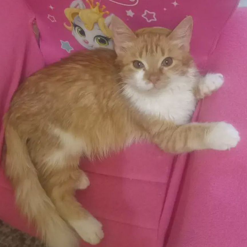 Котёнок в добрые руки