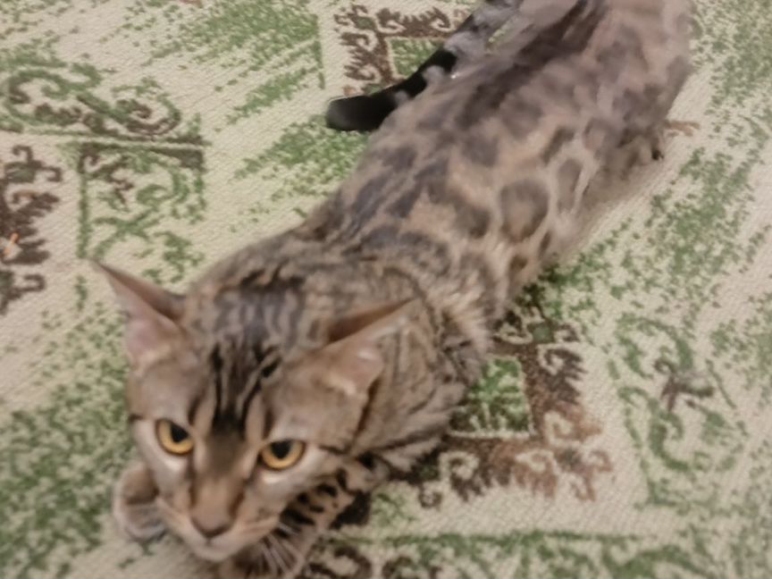 Бенгальская кошка ищет кота для вязки бесплатно