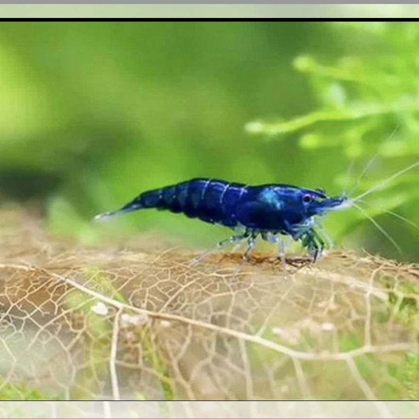 Синие креветки