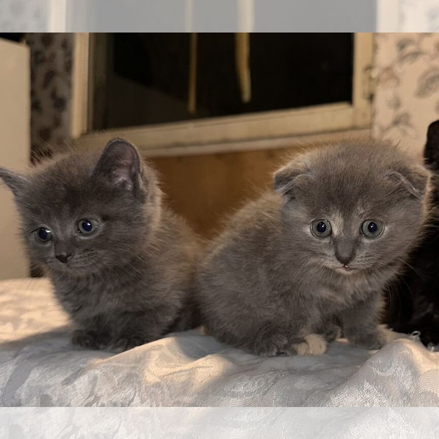 Шотландский вислоухий длинношёрстный котёнок