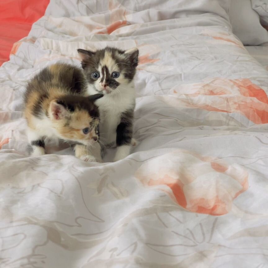 Котята ищут дом