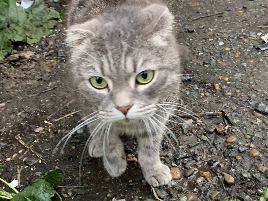 Шотландский вислоухий кот породистый