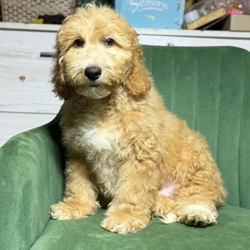 Голдендудль, щенок