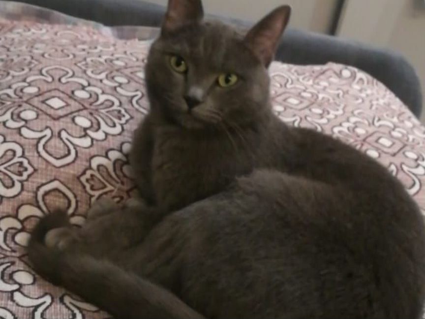 Кот в добрые руки