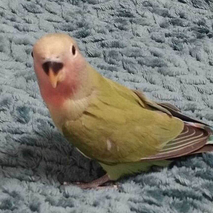 Попугай неразлучник