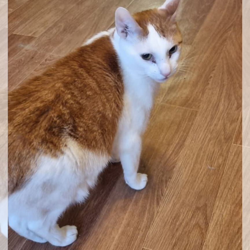 Котик Рыжик