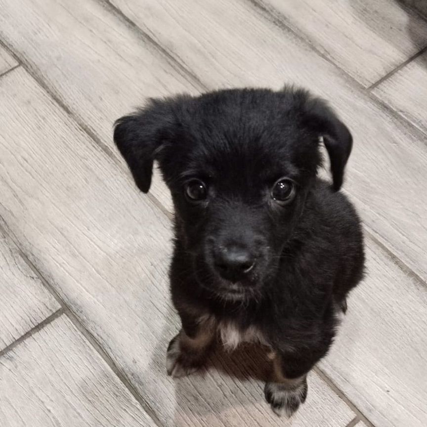 Щенок в добрые руки