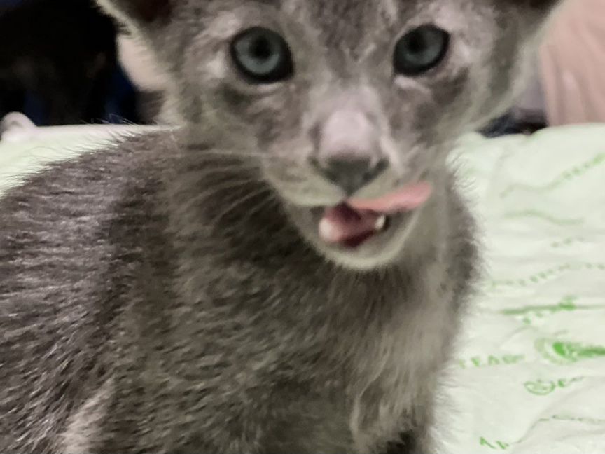 Ориентальная