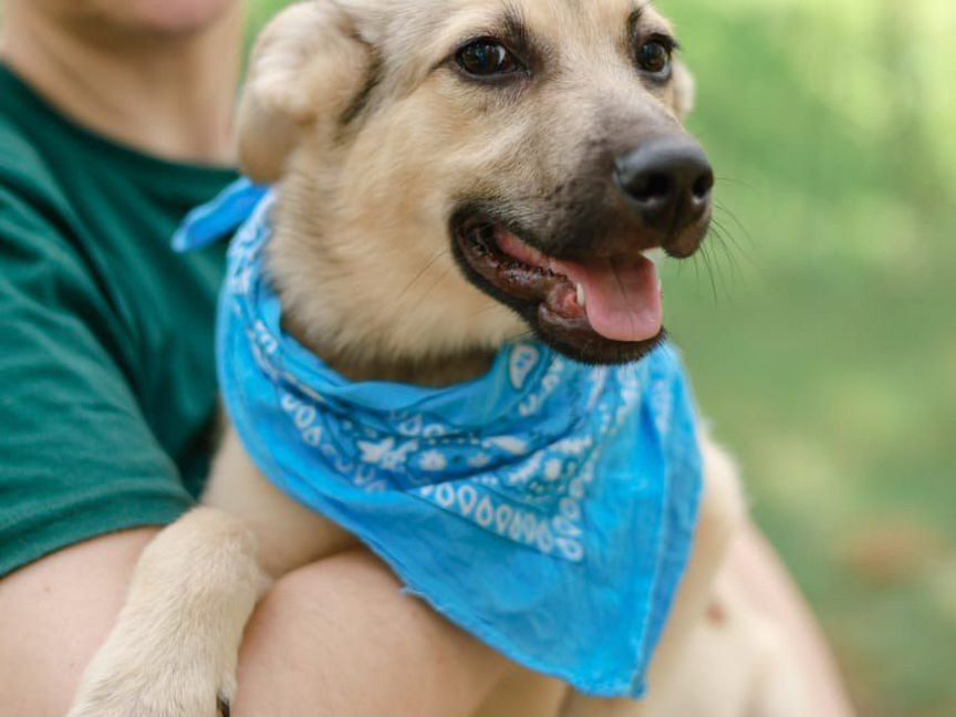 Щенок Коля в добрые руки