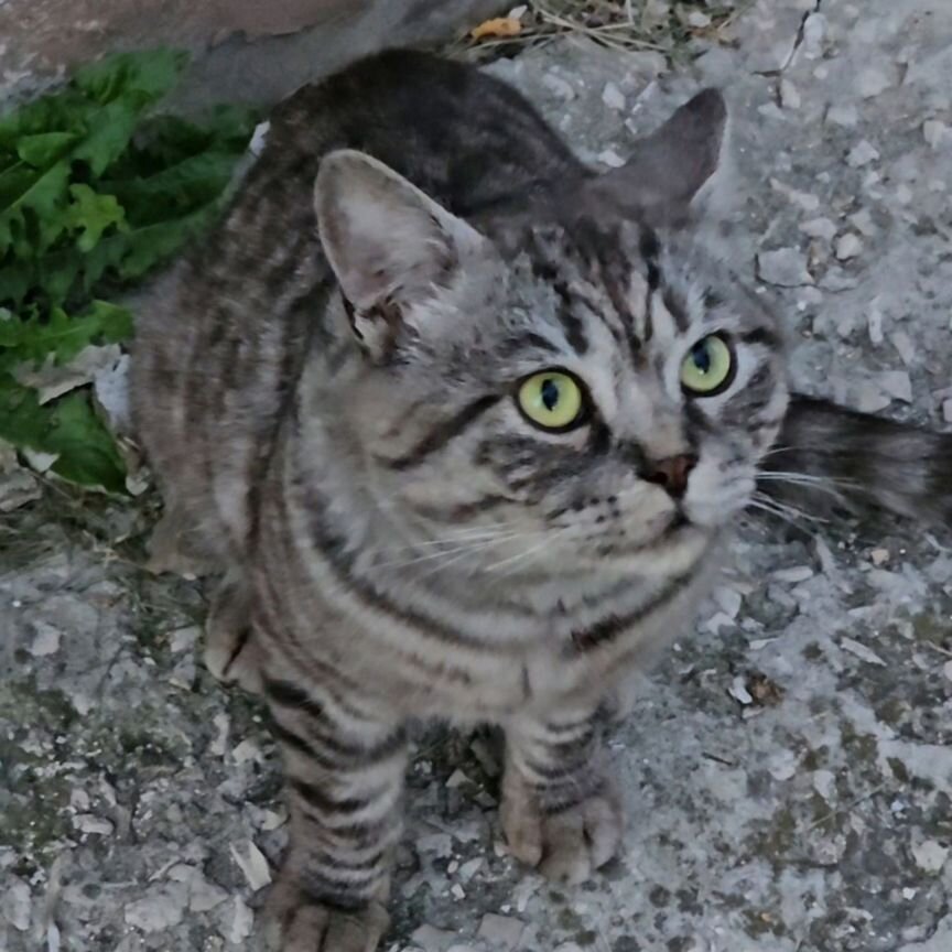 Кот