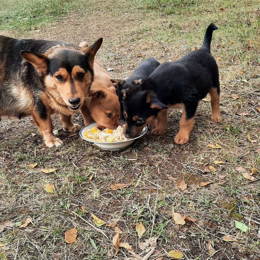 Щенок в добрые руки