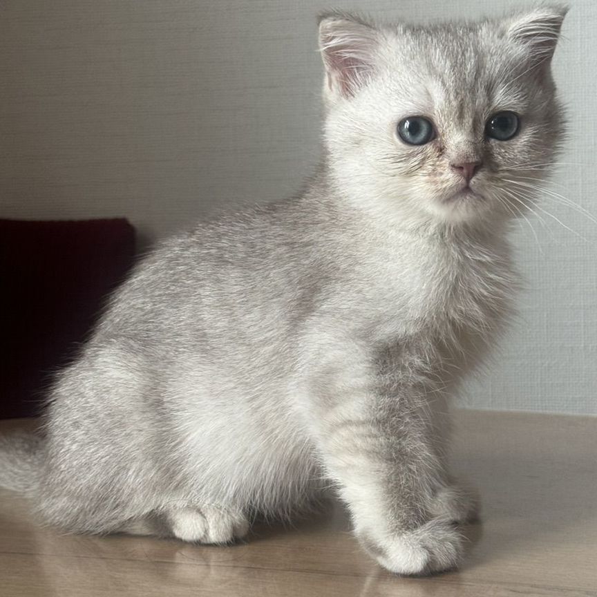 Британский короткошёрстный котёнок