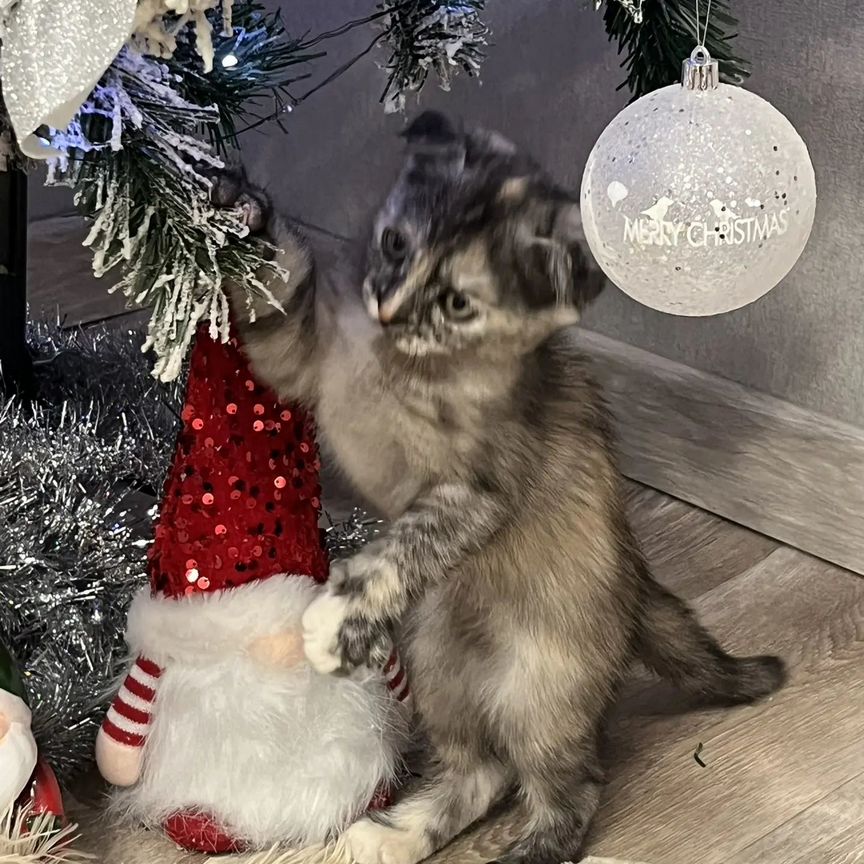 Шотландский вислоухий короткошёрстный котёнок