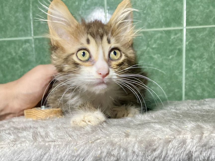 Очаровательный котенок в добрые руки