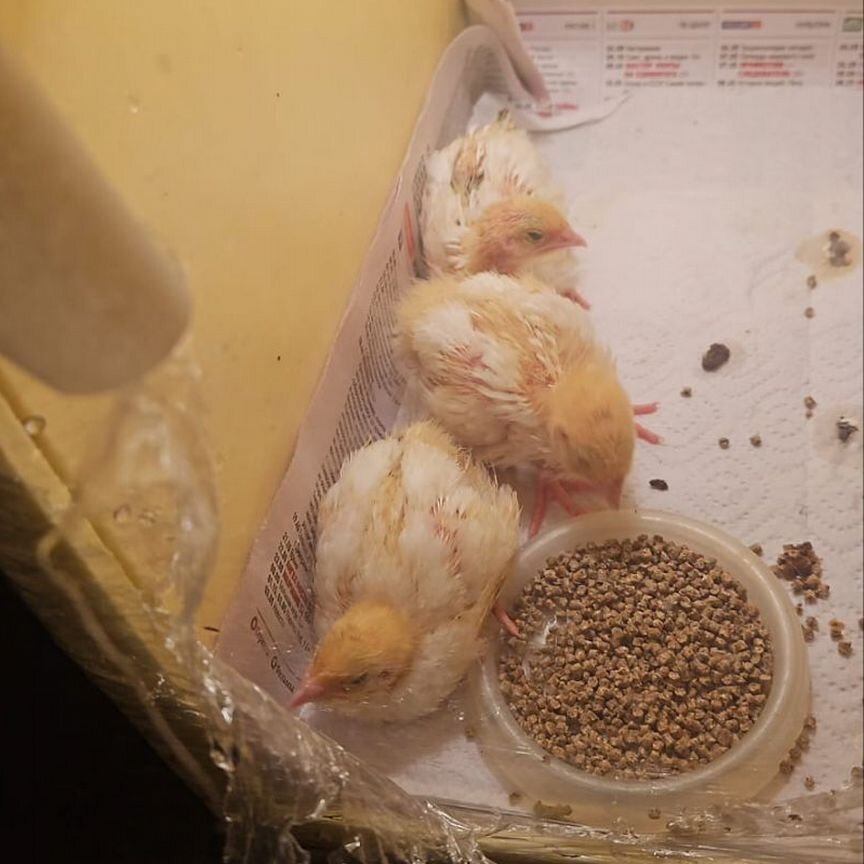 Перепелята радонежские