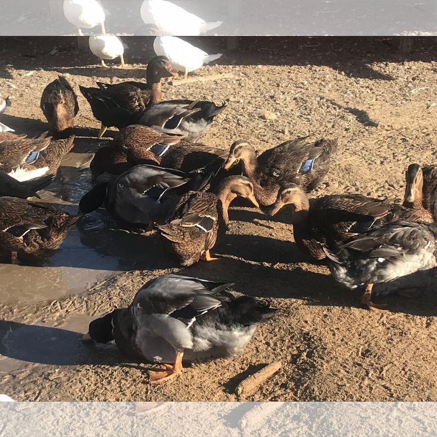 Мускусные утки