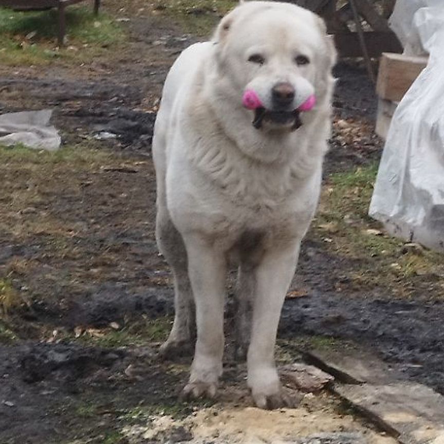 Алабай для вязки