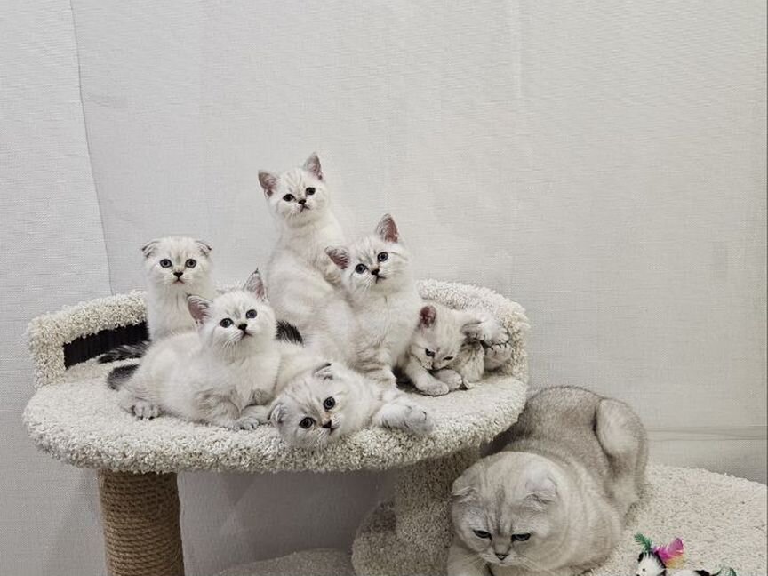 Шотландские котята