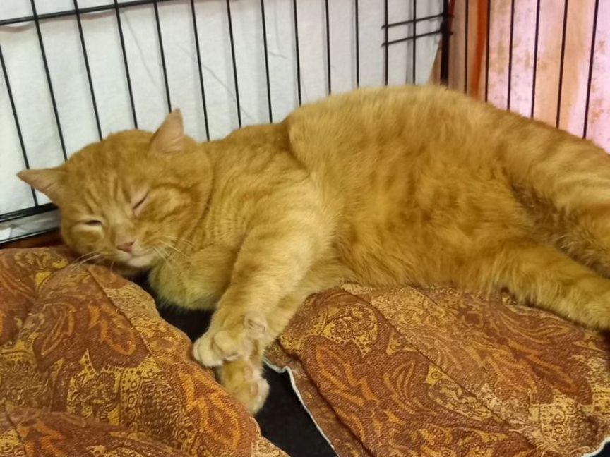 Котик