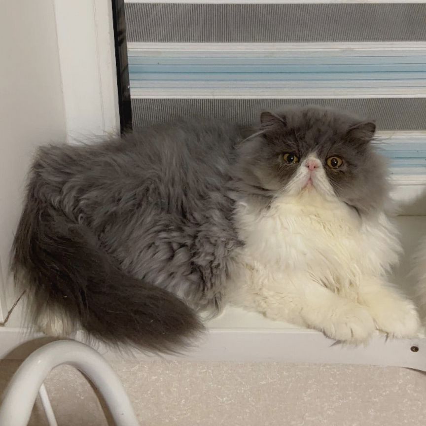 Шикарный котик