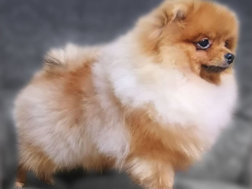 Шпиц