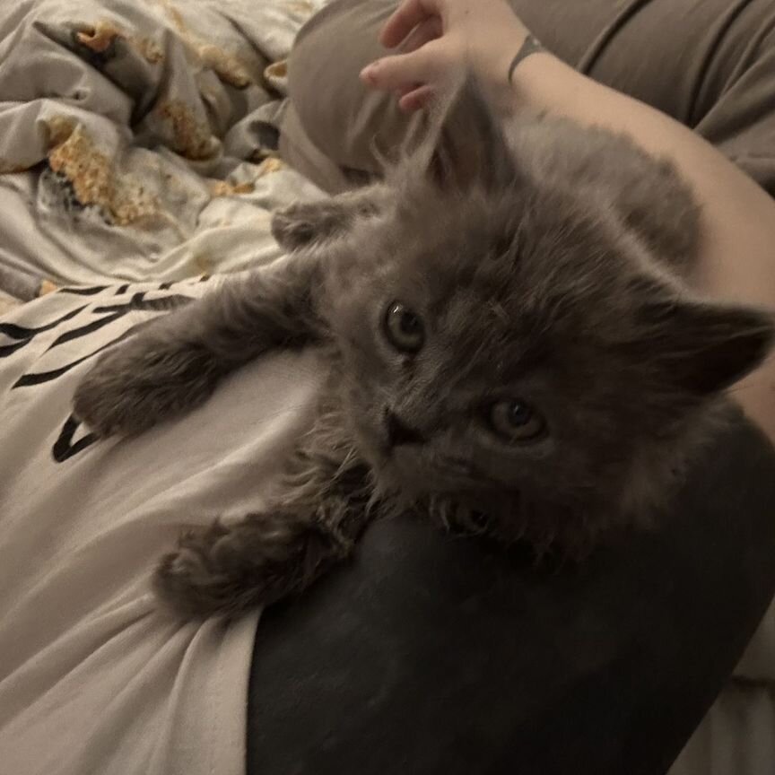 Британская кошка