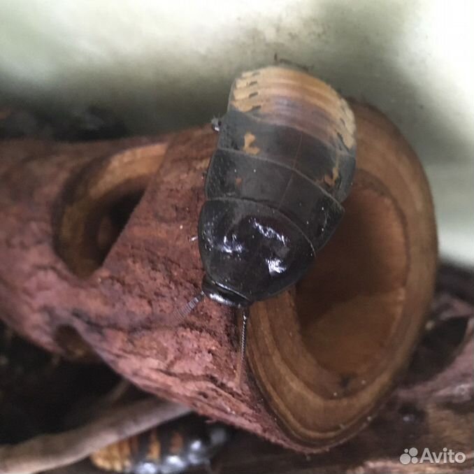 Мадагаскарские шипящие тараканы