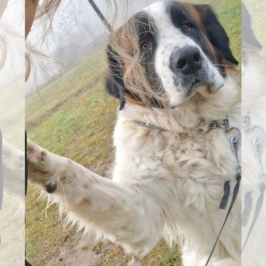 Московская сторожевая, взрослая собака